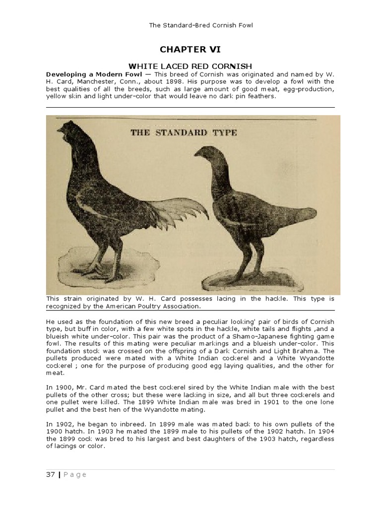 The Standard-Bred Cornish Fowl Part 2.docx Versión 1 | PDF | Chicken ...