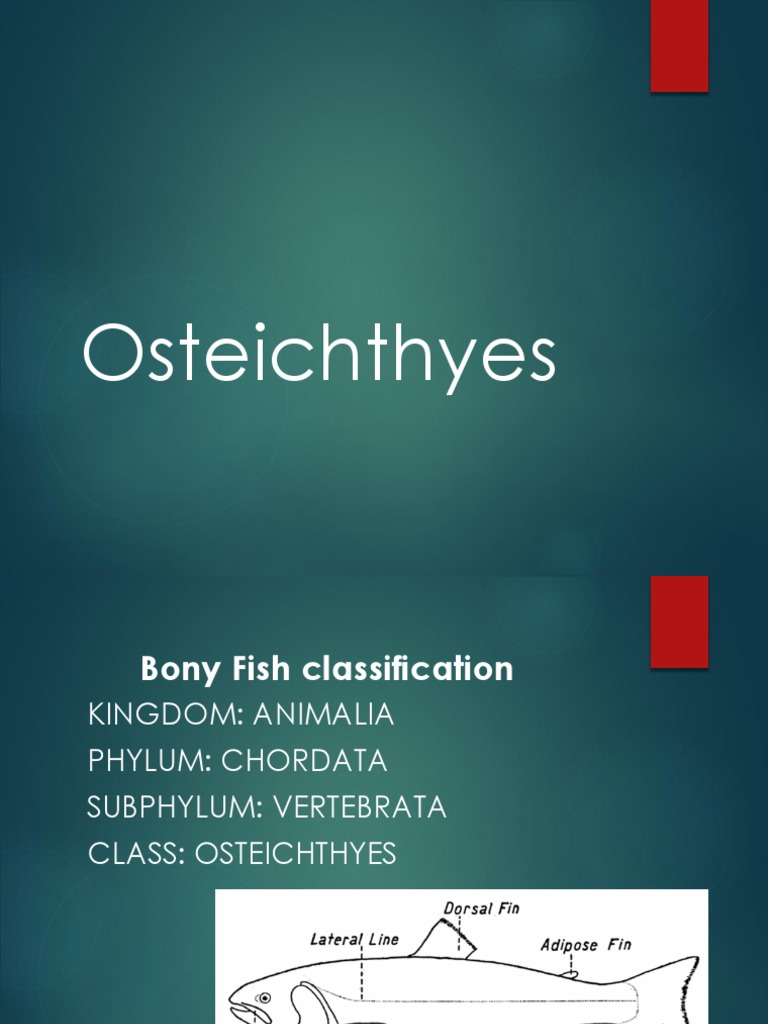 Osteichthyes PDF | Download Free PDF | Digestion | Fish