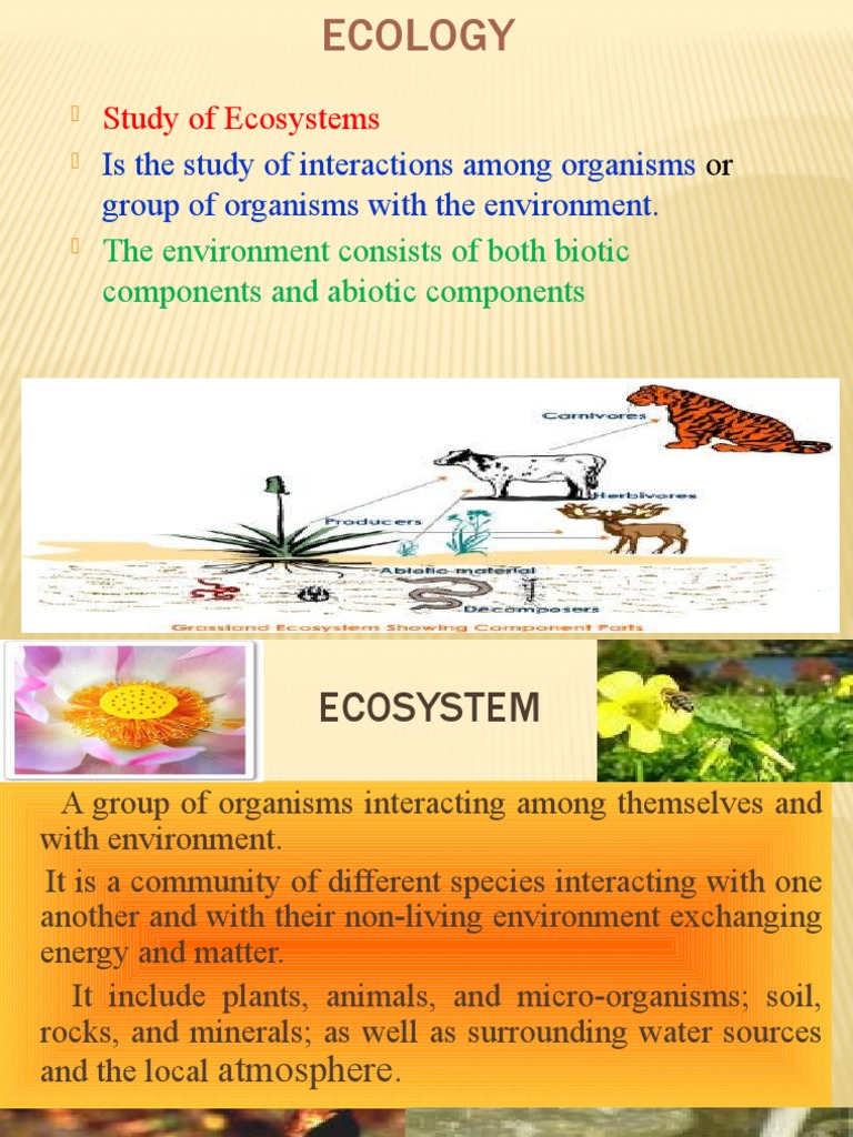 Study of Ecosystems: Is The Study of Interactions Among Organisms Group ...