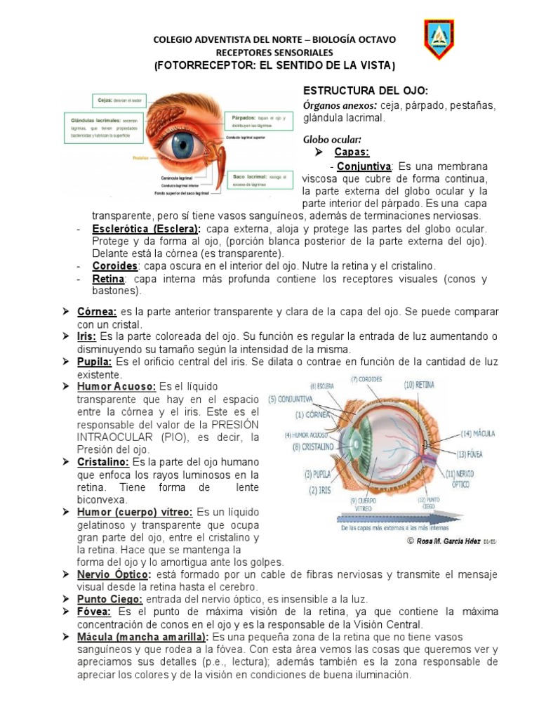 Guia Receptores Sensoriales El Sentido de La Vista | PDF | Ojo humano | Percepción visual