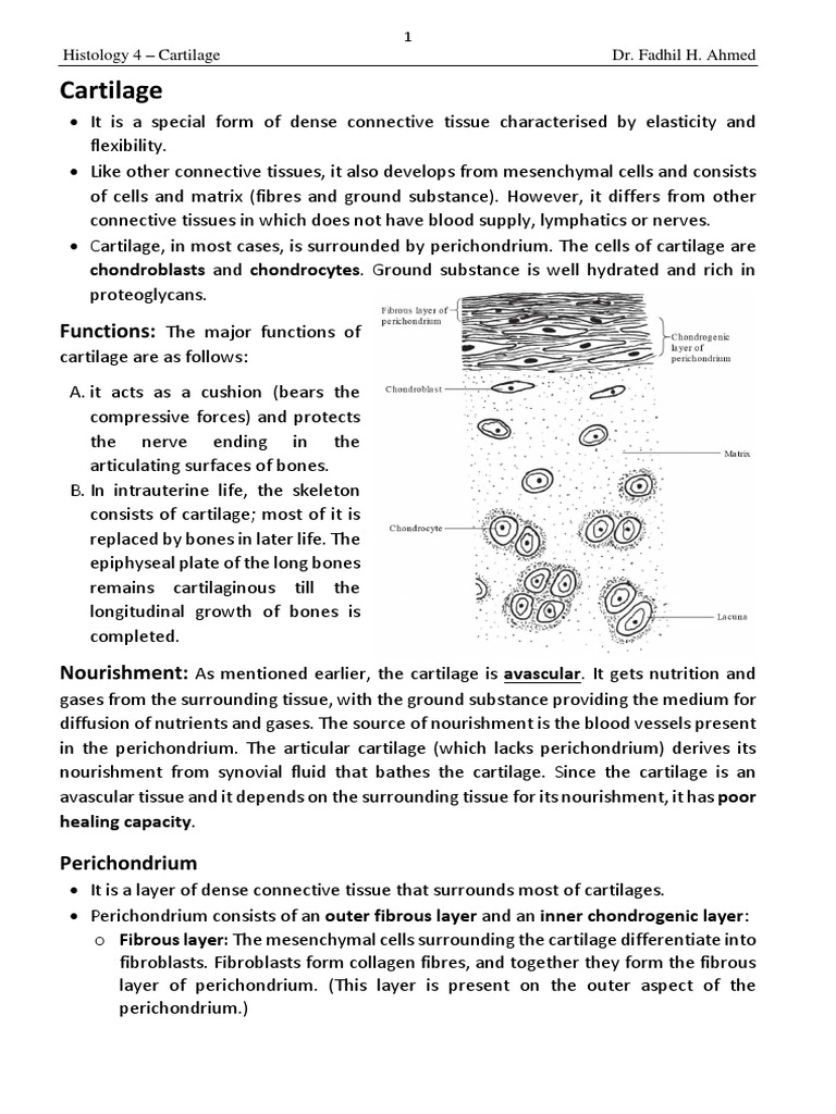Cartilage | PDF | Cartilage | Extracellular Matrix