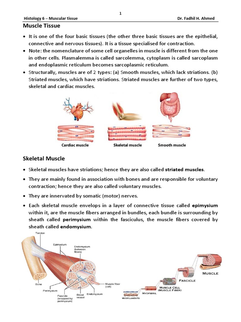 Mascular Tissue | PDF | Myocyte | Skeletal Muscle