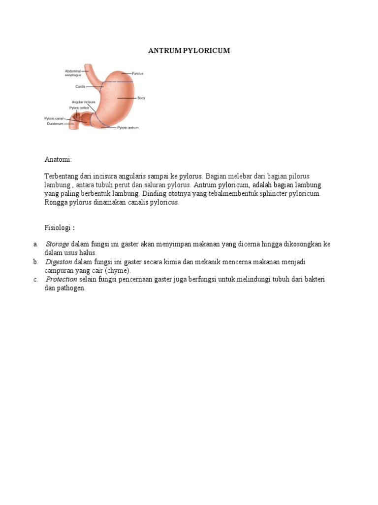 Anatomi dan Fungsi Antrum Pyloricum | PDF
