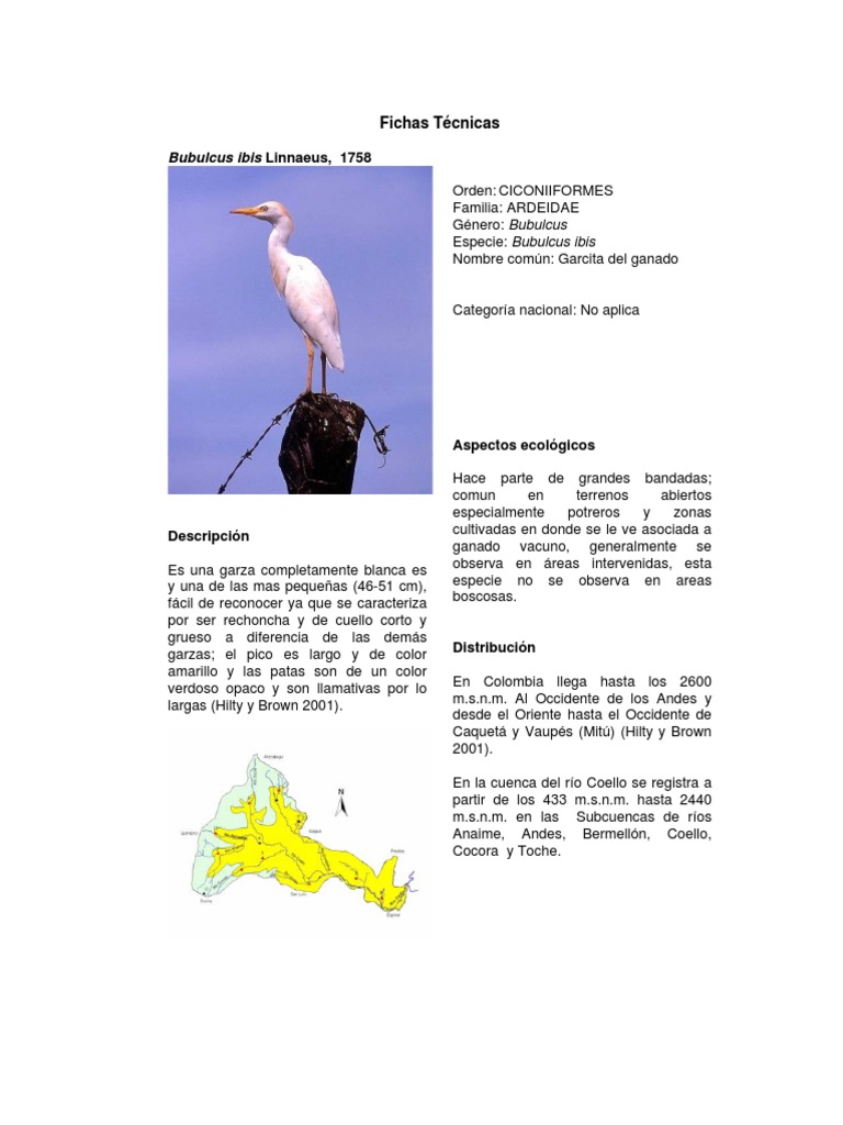 Fichas1 Aves | PDF | Aves | Paravianos