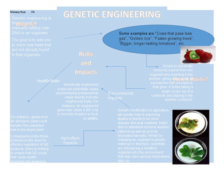 Genetic Engineering: Risks and Impacts | PDF | Genetic Engineering ...