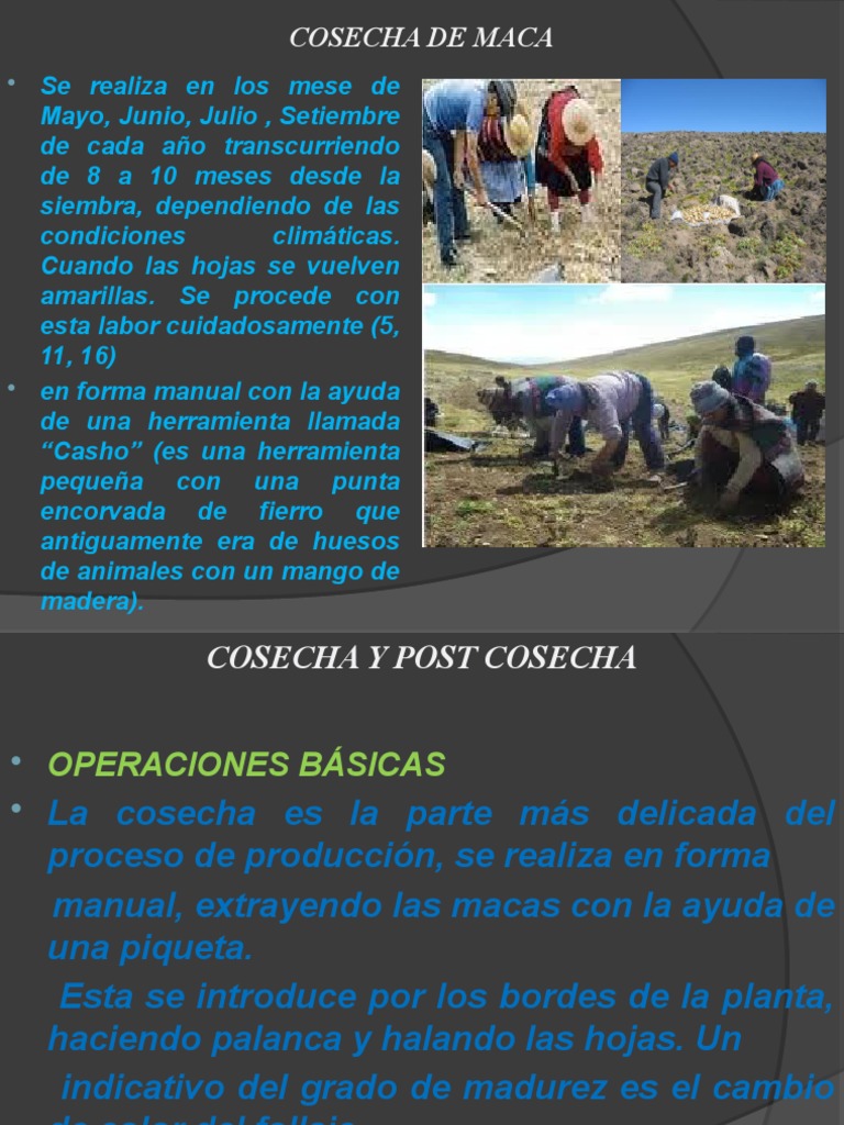 Cosecha de Maca | PDF | Hoja | Alimentos
