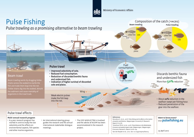 Infographic+Pulse+Fishing 170425 | PDF | Trawling | Aquatic Ecology