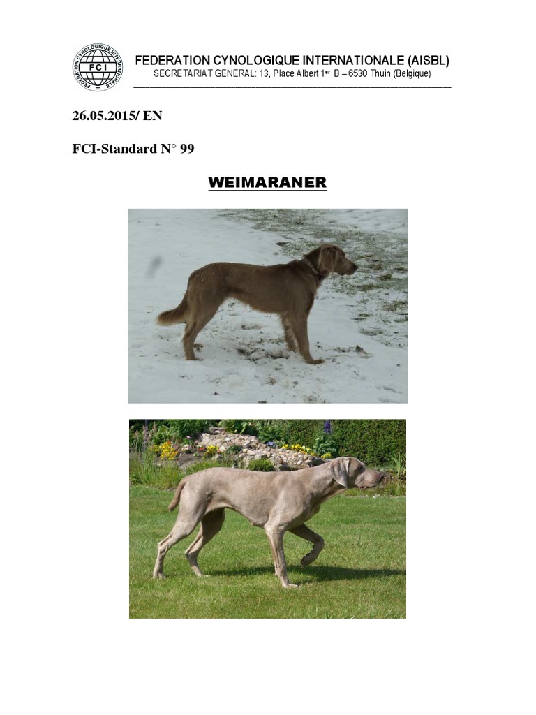 099g07 en PDF | PDF | Horse Gait | Dogs