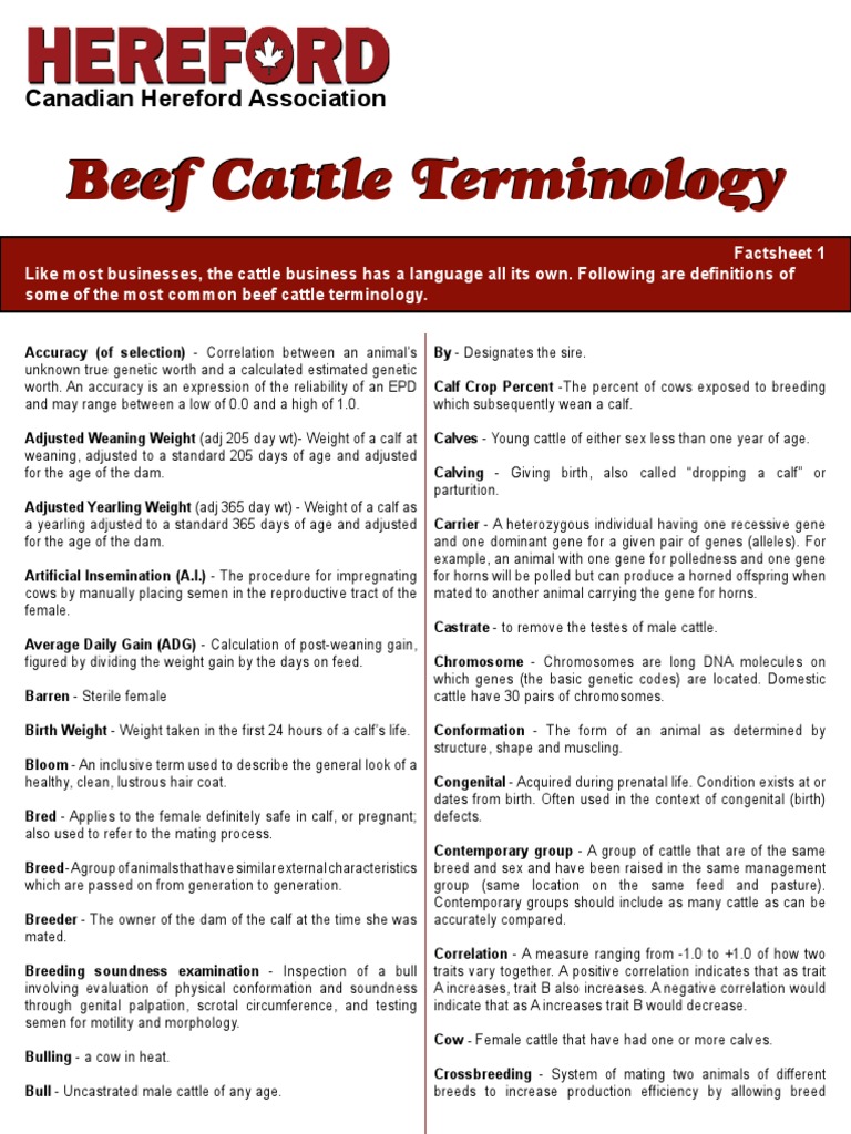 Beef Terminology | PDF | Cattle | Calf