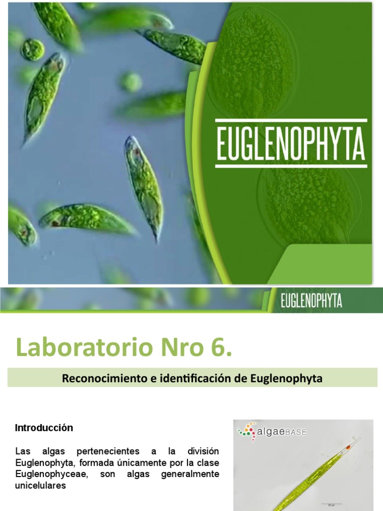 Euglenophyta | PDF