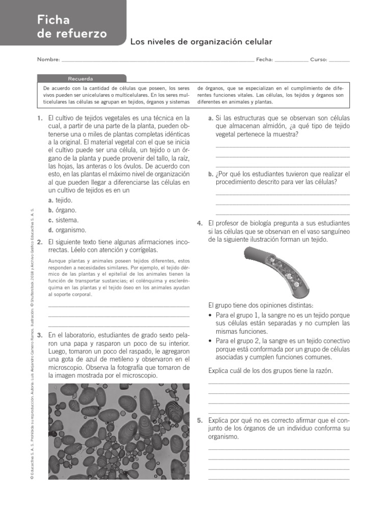 Taller 4 Niveles de Organizacion | PDF | Plantas | Tejido (biología)