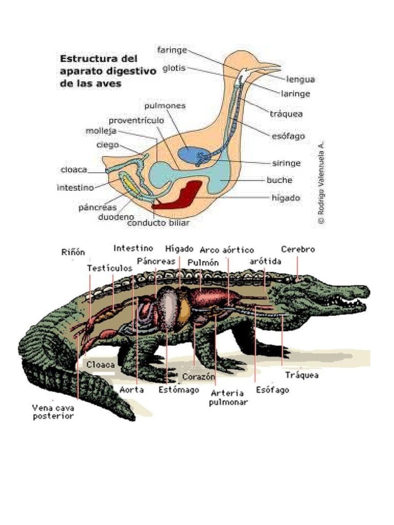 Anatomia Pato, Cocodrilo | PDF