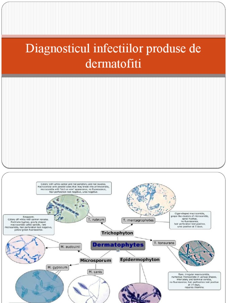 Dermatofiti | PDF