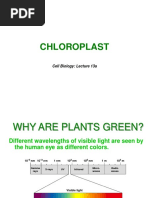 Chloroplast Labelled A Level Diagram | PDF | Chloroplast | Cell (Biology)