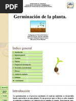 Germinación De Porotos En Algodón Pdf Germinación Raíz