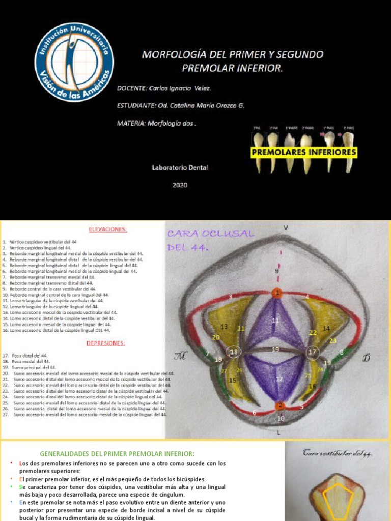 Morfologia de Los Premolares Inferiores. | PDF