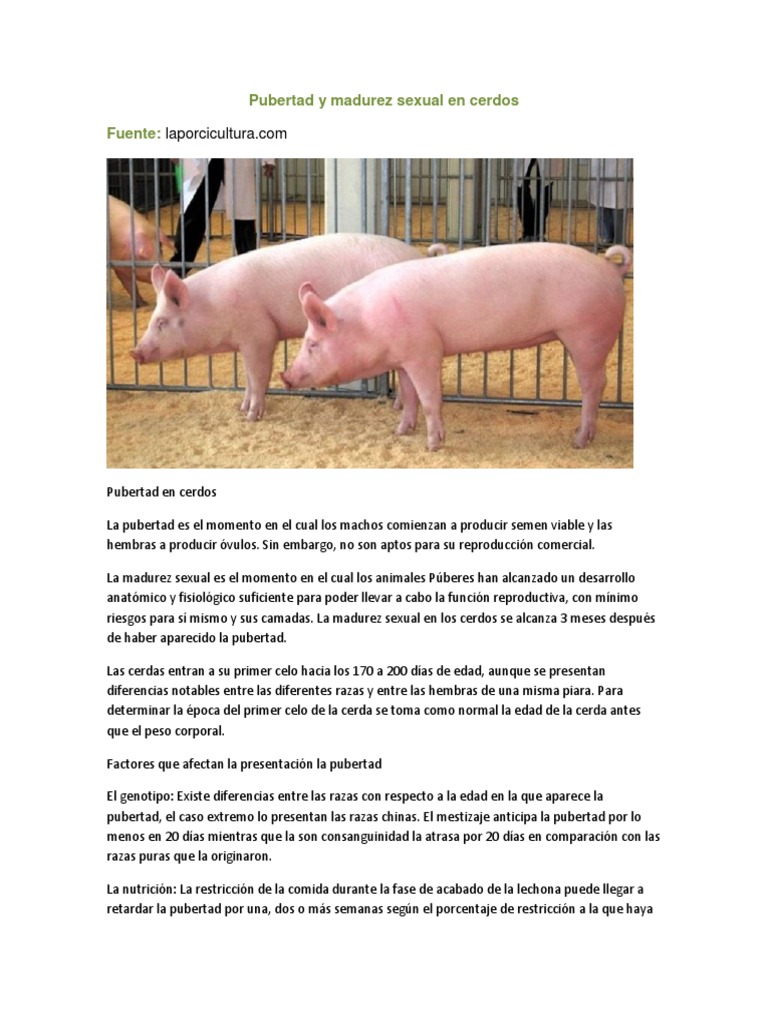 Pubertad y Madurez Sexual en Cerdos | PDF | Pubertad | Cerdo doméstico