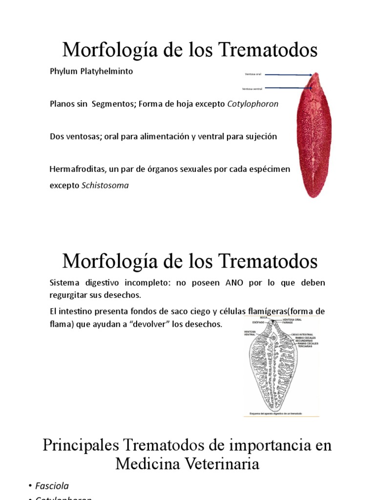 Morfología de Los Trematodos | PDF | Organismos | Medicina CLINICA