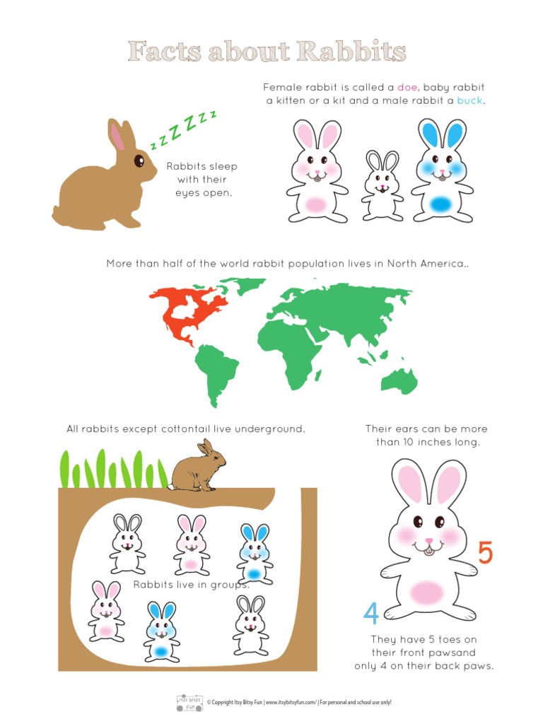 Rabbit Facts For Kids | PDF