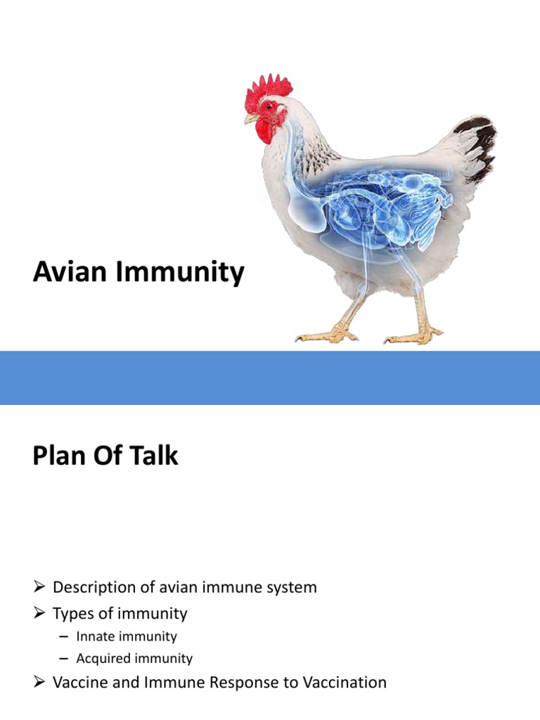 Avian Immunity | PDF | Innate Immune System | Immune System
