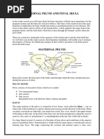 Worksheet Skulll | PDF | Skull | Anatomy
