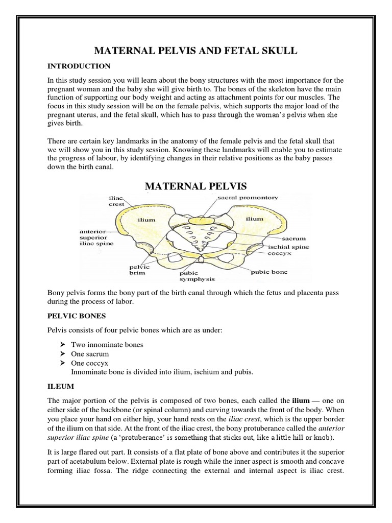 Maternal Pelvis and Fetal Skull Overview | PDF | Pelvis | Vertebral Column