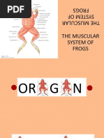 Frog Muscles With OIA | PDF | Human Leg | Musculoskeletal System