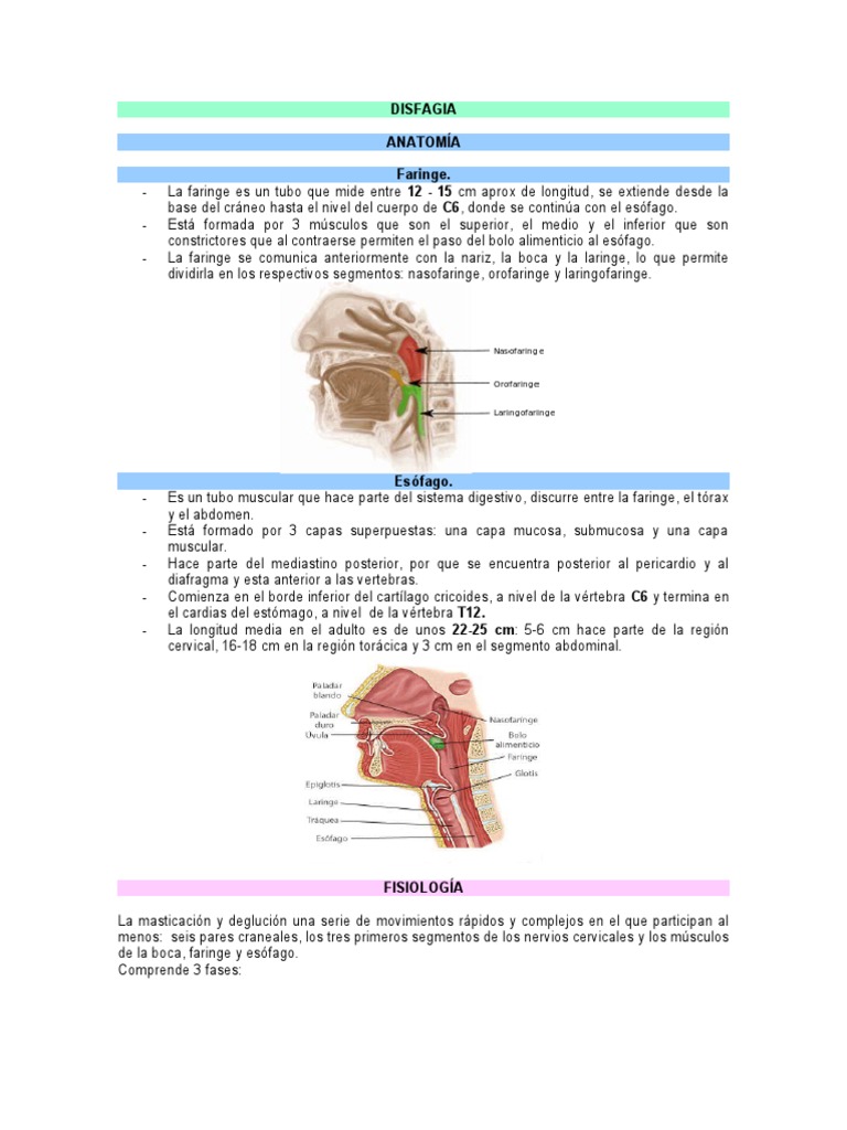 Anatomía y Fisiología de la Disfagia | PDF | Esófago | Abdomen