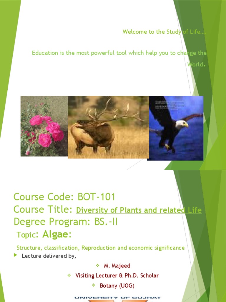 Botany 101: Exploring Algae | PDF | Science & Mathematics