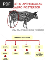 Anatomia y Fisiologia de Aparato Reproductor Del Gallo | PDF ...