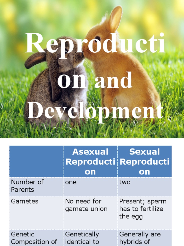 Reproduction and Development | PDF | Sexual Reproduction | Fertilisation