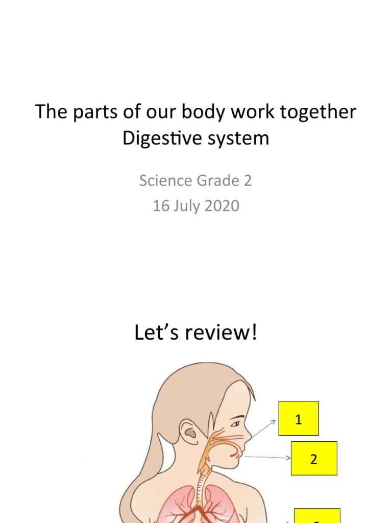 The Parts of Our Body Work Together Digestive System: Science Grade 2 ...