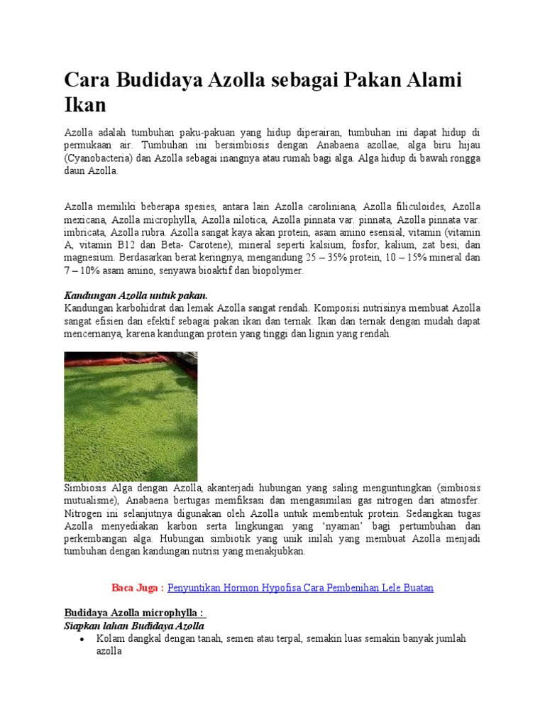 Cara Budidaya Azolla Sebagai Pakan Alami | PDF | Griya & Taman