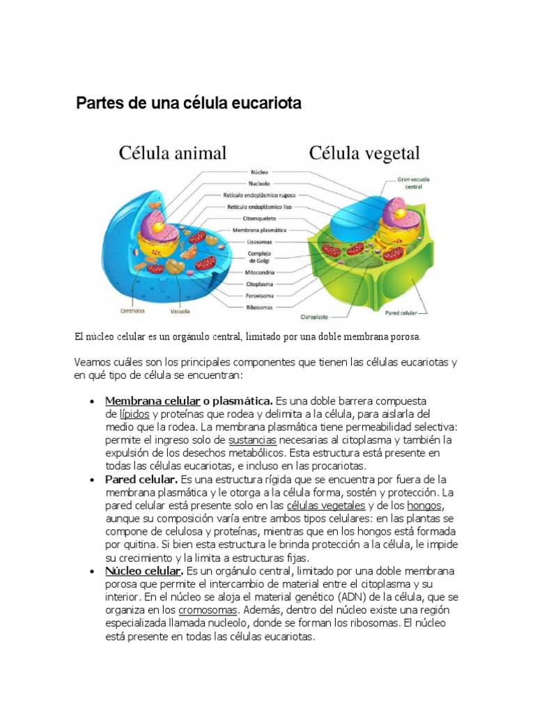 Partes de Una Célula Eucariota | PDF | Citoplasma | Biología Celular)