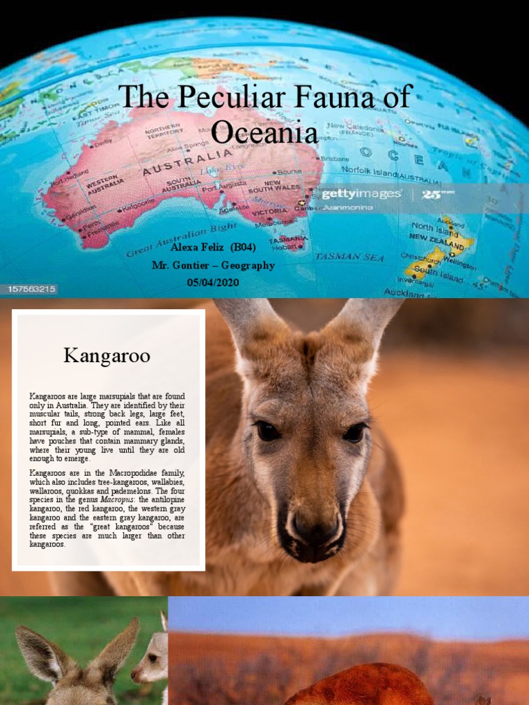 The Peculiar Fauna of Oceania | PDF | Organisms | Birds