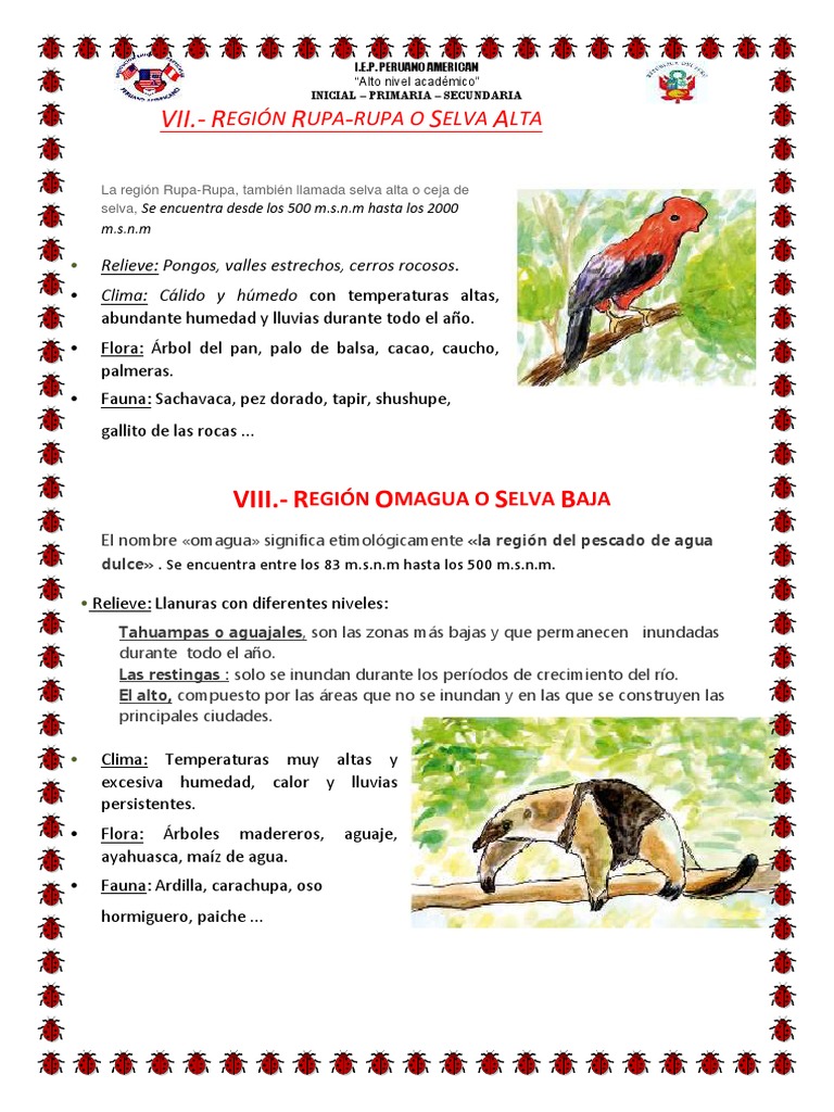 Clase 07-22 Region Rupa Rupa | PDF | Ciencia y matemáticas | Tecnología