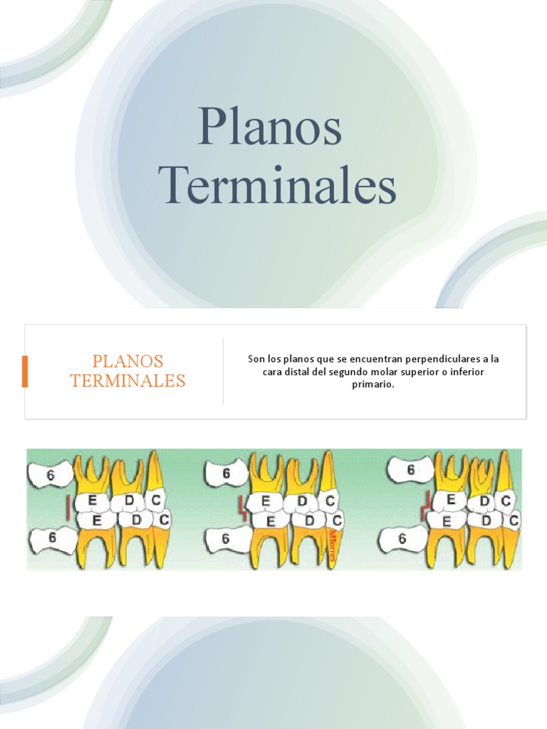 Planos Terminales | PDF | Boca | Anatomía de los primates