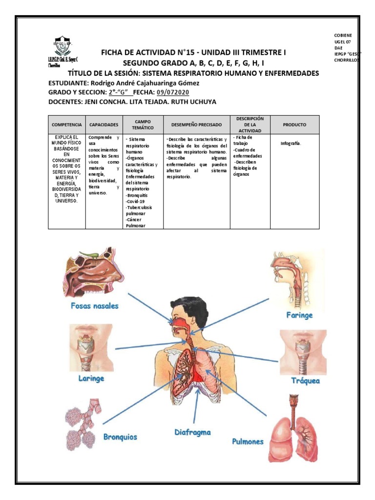Hoja De Trabajo Del Sistema Respiratorio Con Banco De Palabras
