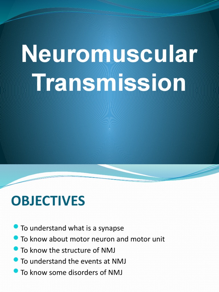 Neuromuscular Transmission | PDF | Neuromuscular Junction | Acetylcholine