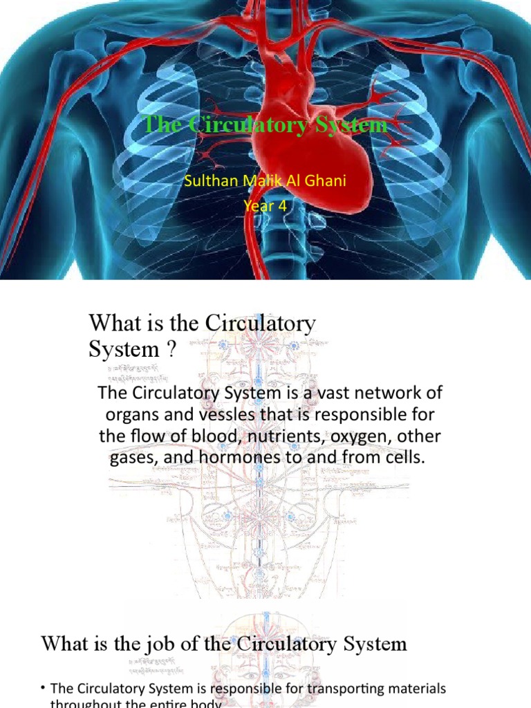 Sulthan Circulatory System Revised | PDF | Circulatory System | Blood Vessel
