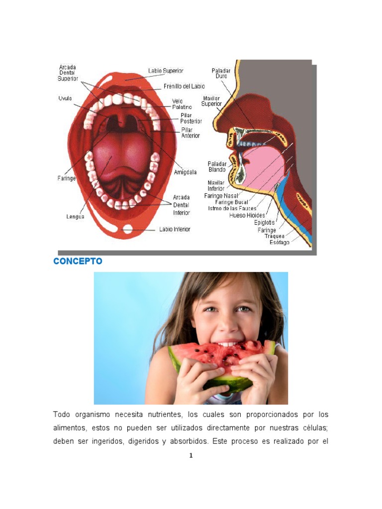 La Masticacion | PDF | Digestión | Sistema digestivo humano