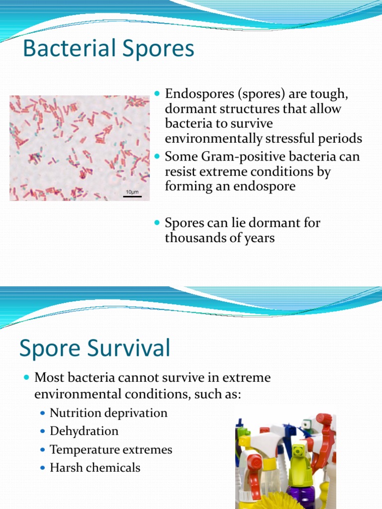 Bacterial Spores | PDF | Microbiology | Prokaryote