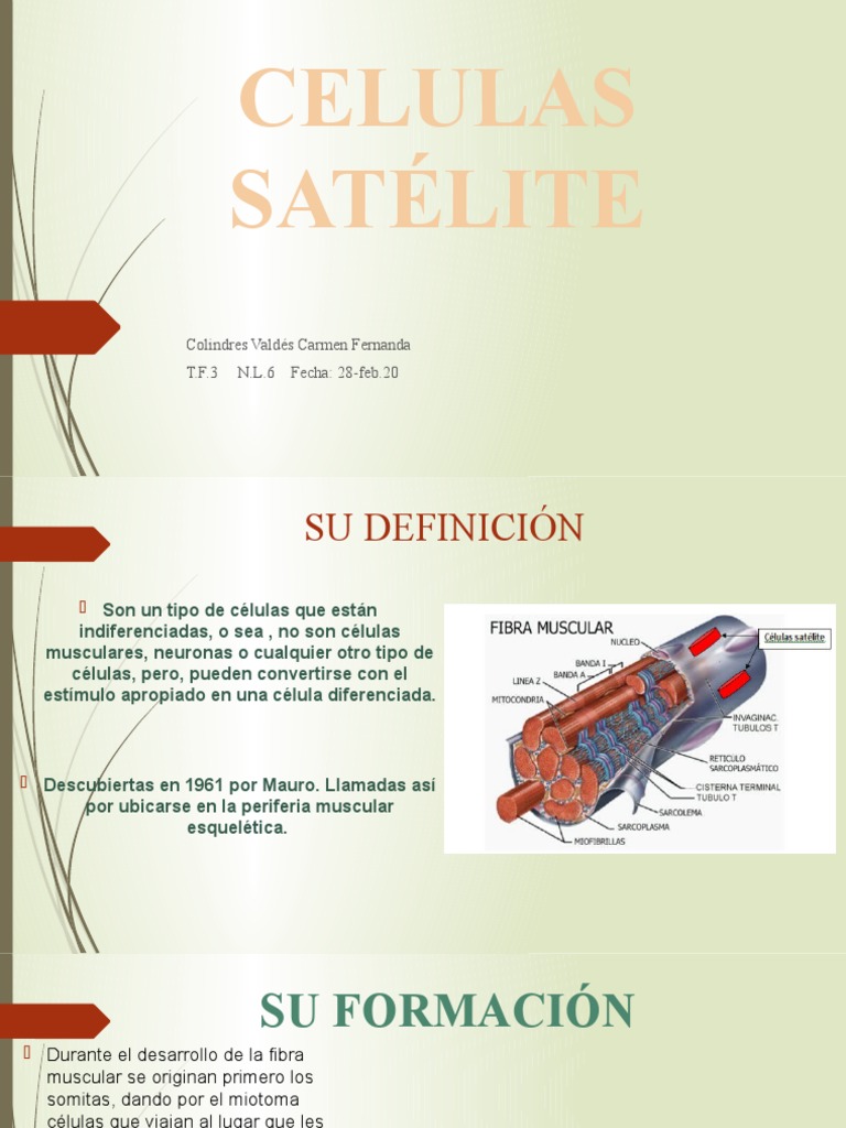 Celula Satelite | PDF