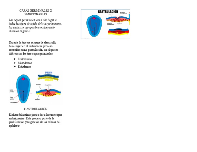 Capas Germinales | PDF