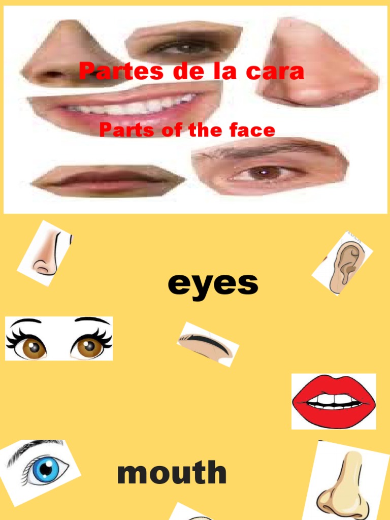 Partes De La Cara Ingles Pdf