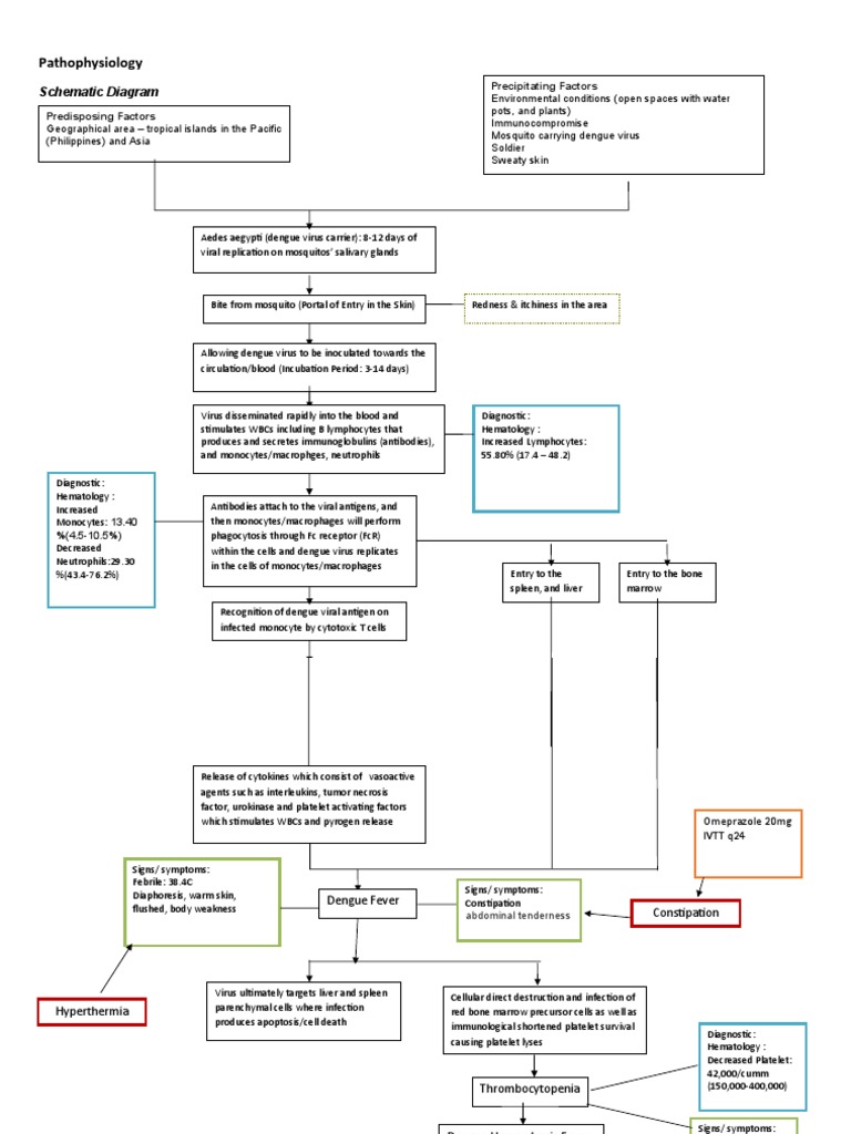 Pathophysiology: Schematic Diagram | PDF | Bleeding | Monocyte