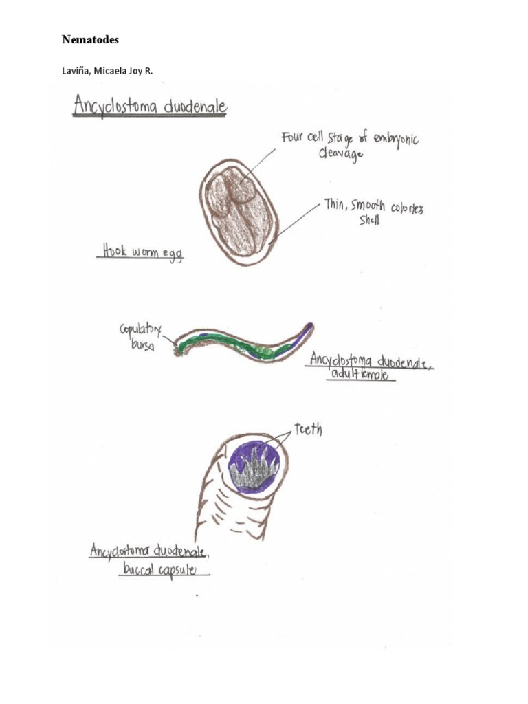 Parasitology Nematode Illustration | PDF