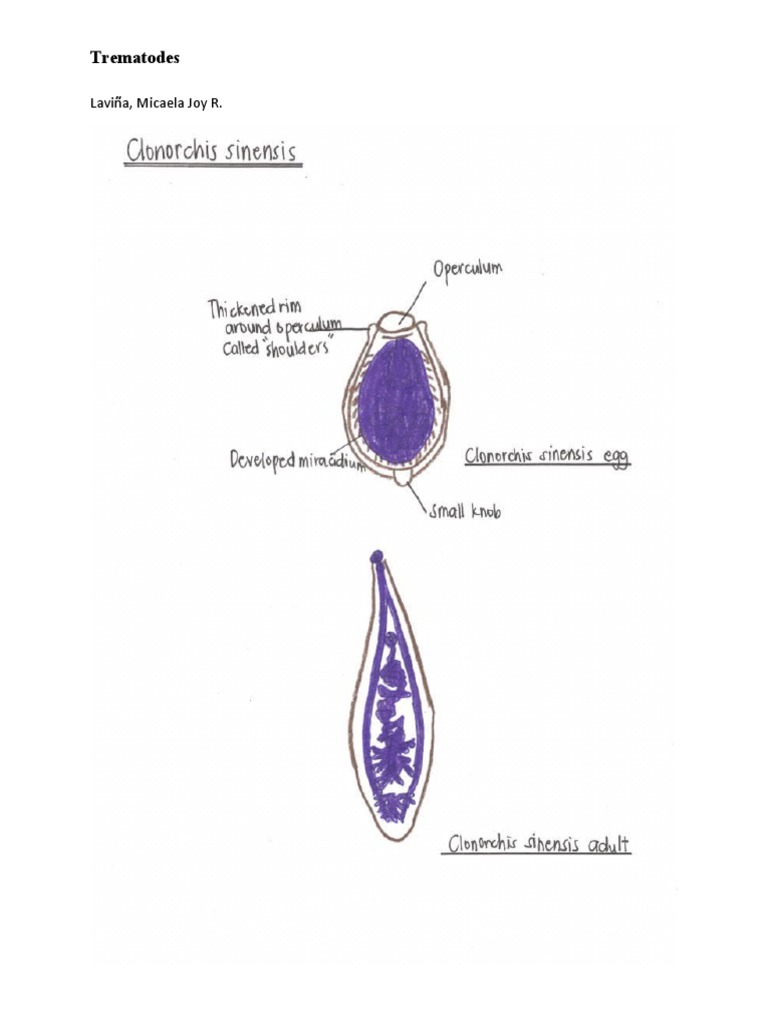 Parasitology Trematode Illustration | PDF