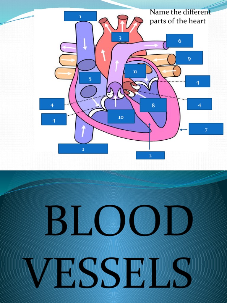 Lesson 4 Blood Vessels | Download Free PDF | Artery | Vein