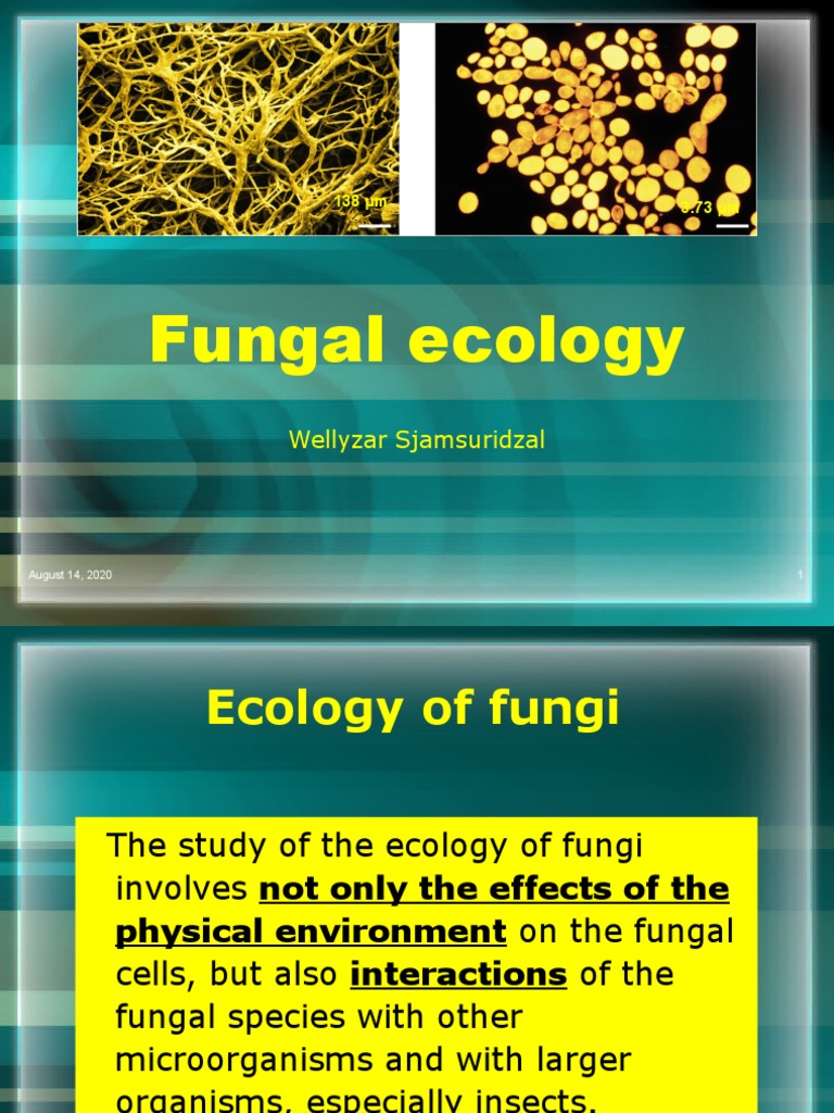 Fungal Ecology: Wellyzar Sjamsuridzal | PDF | Fungus | Ecology